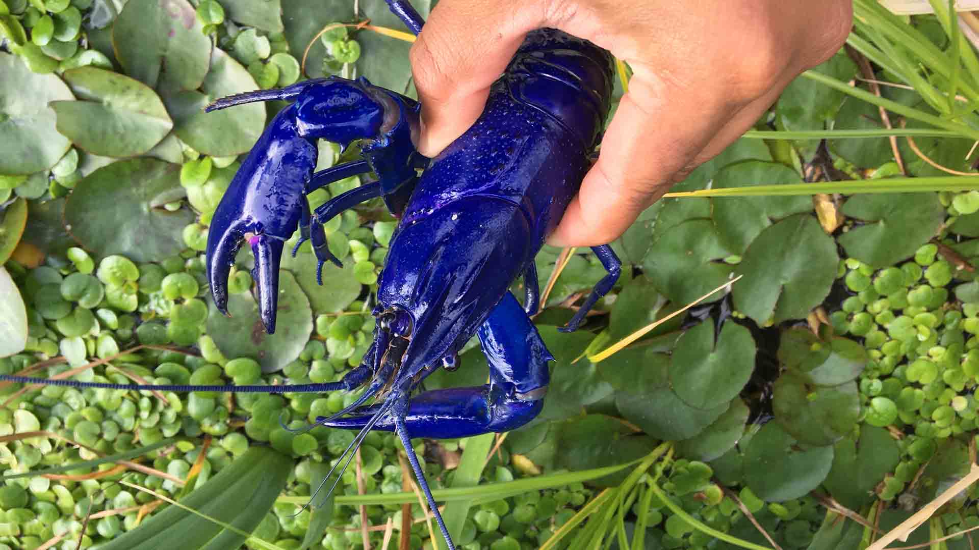 Blue Marron Crayfish Is A Low-maintenance Native Pet And Demand Is ...