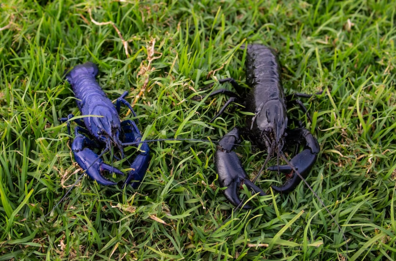 Blue Marron Crayfish Is A Low-maintenance Native Pet And Demand Is ...