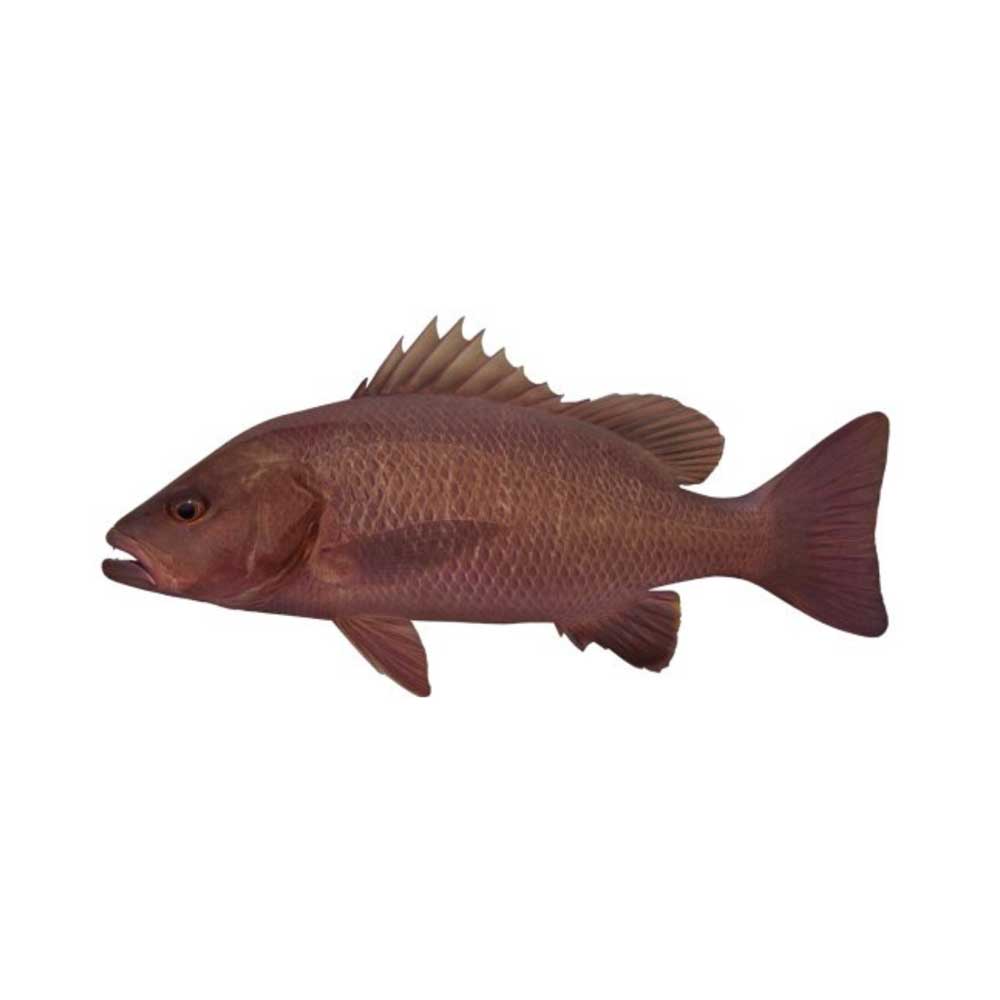 Mangrove Jack