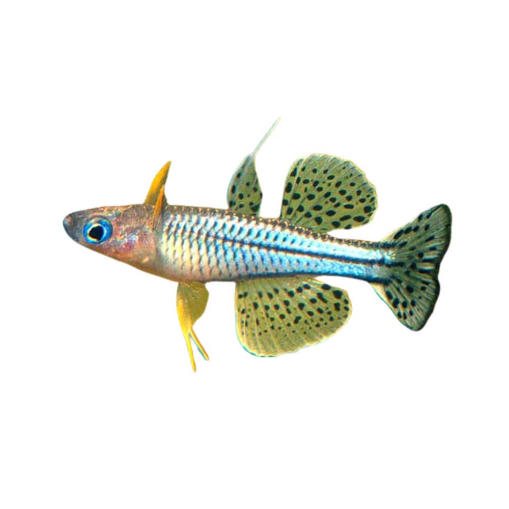 Spotted Blue Eye | PASES Aqua Pty Ltd