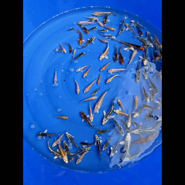 Koi | PASES Aqua Pty Ltd