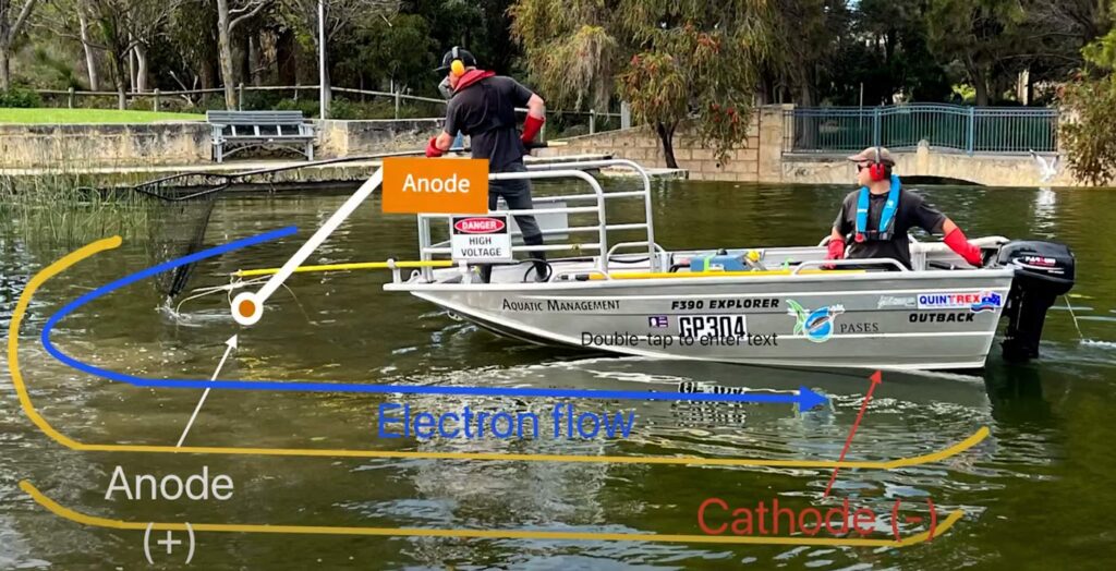 Electrofishing | PASES Aqua Pty Ltd
